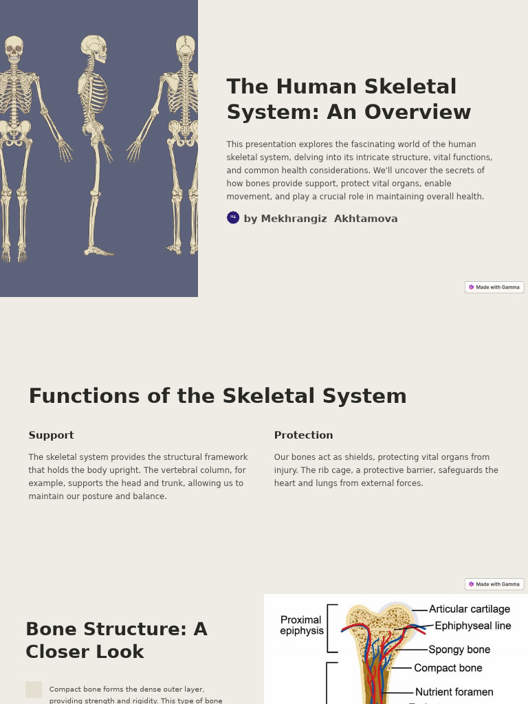 Overview of the Human Skeletal System | PDF | Bone | Vertebral Column