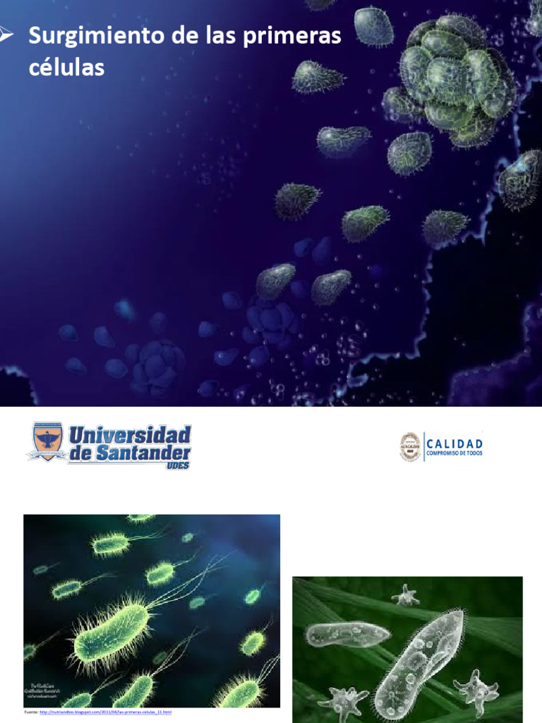 Primeras Células, Mundo ARN, Endosimbiosis 2024B | PDF | Biología ...