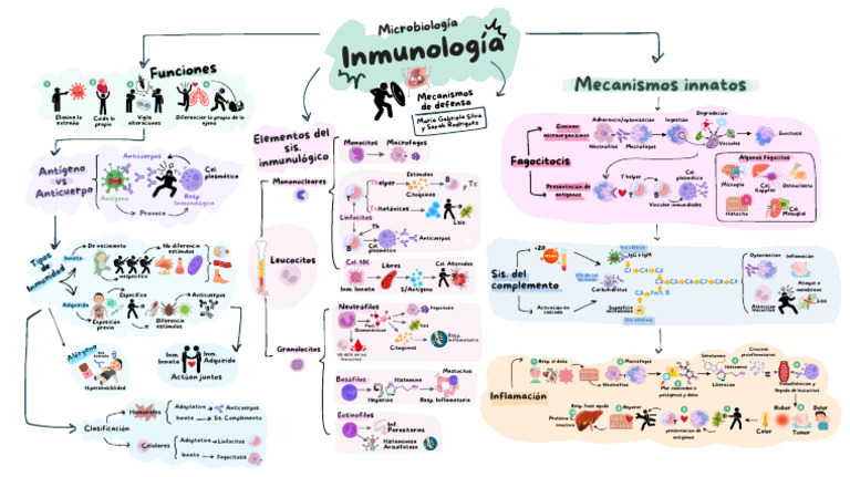 Mapa Mental Inmunología | PDF | Inflamación | Sistema inmune innato