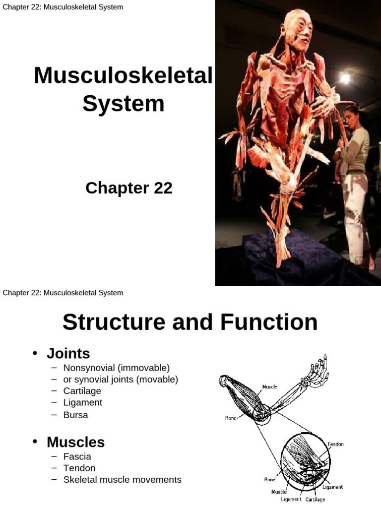 Muscoskeletal System PPT READ ONLY (1149) | PDF | Vertebral Column ...