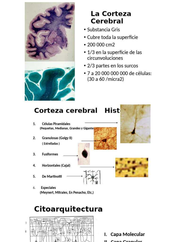 La Corteza Cerebral | PDF | Corteza cerebral | Neocortex
