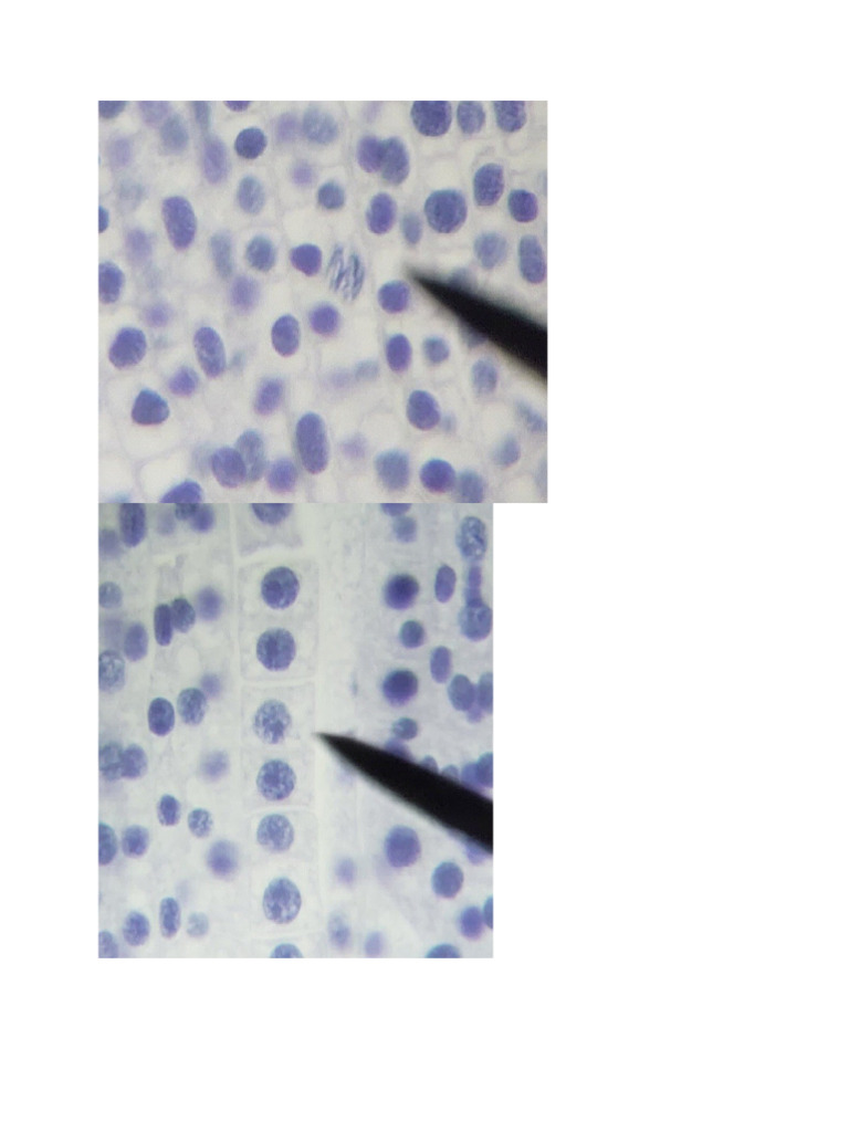 mitotic-phases | PDF