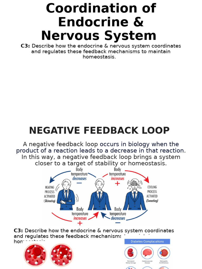 Endocrine Nervous System Reviewer (1) | PDF