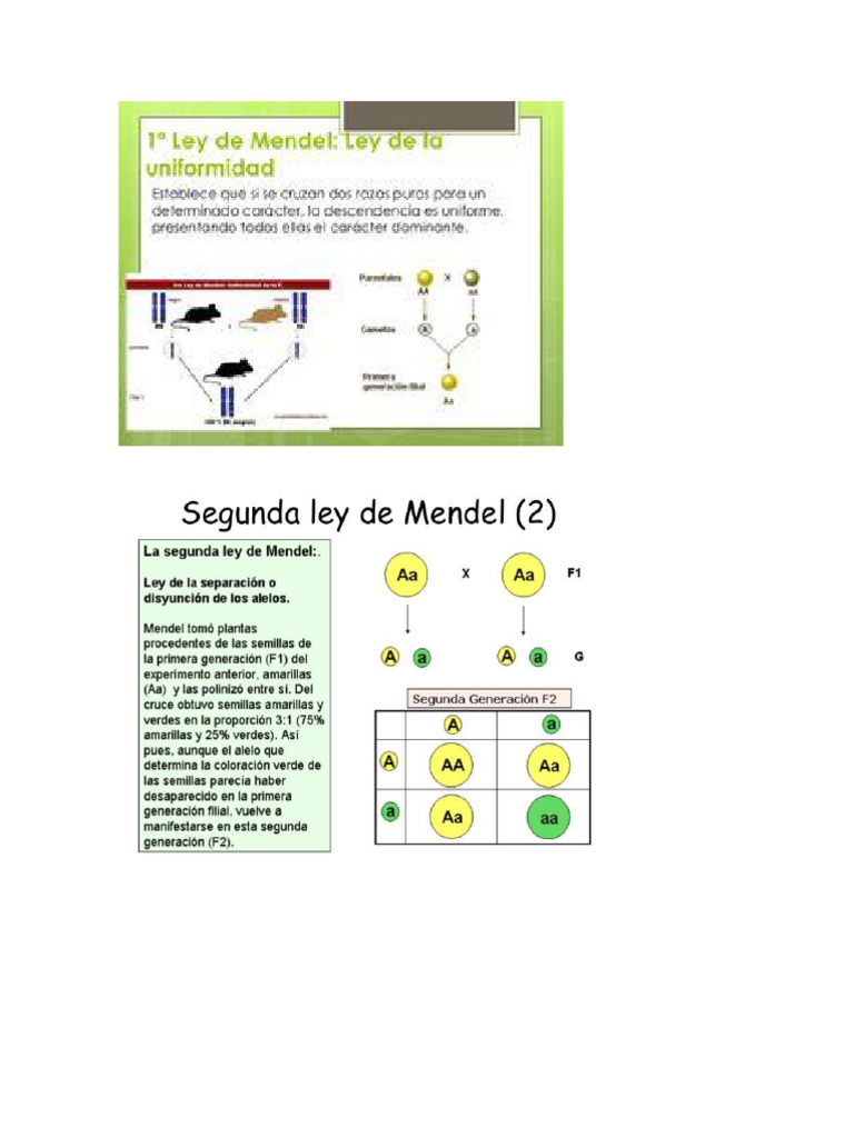 Leyes de mendel | PDF