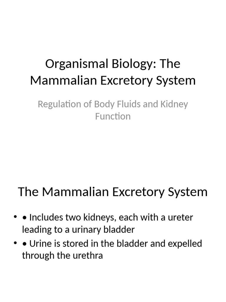 Mammalian Excretory System | PDF
