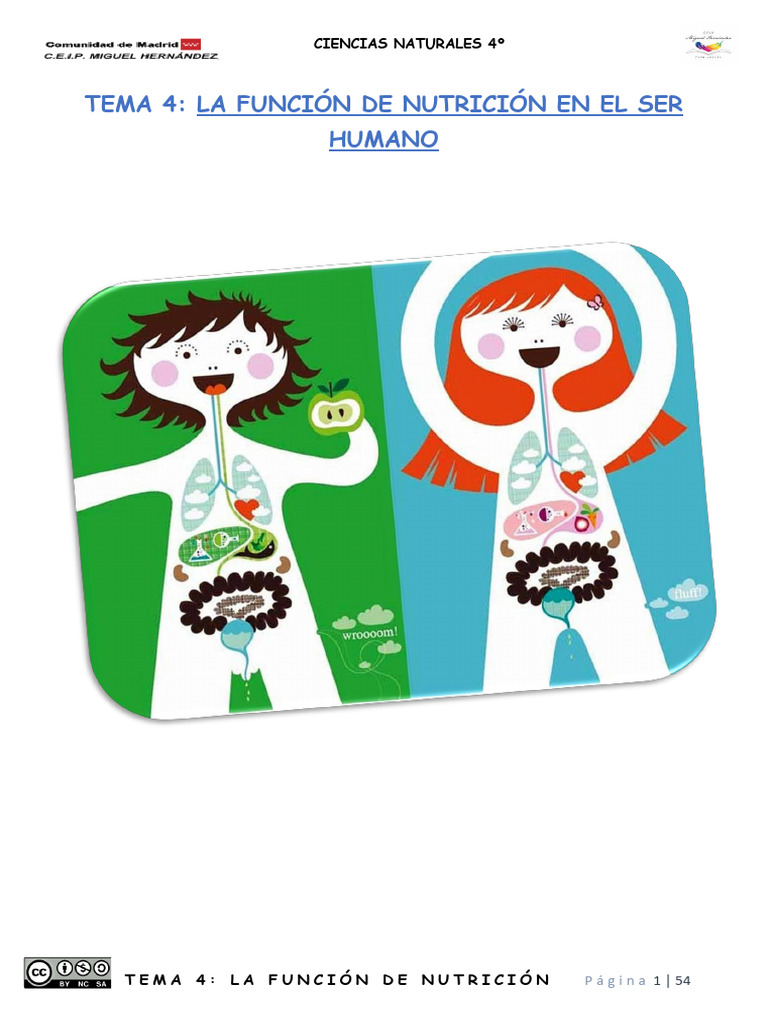 Tema 4 La Funcion de Nutricion 4o P | PDF | Sistema circulatorio ...