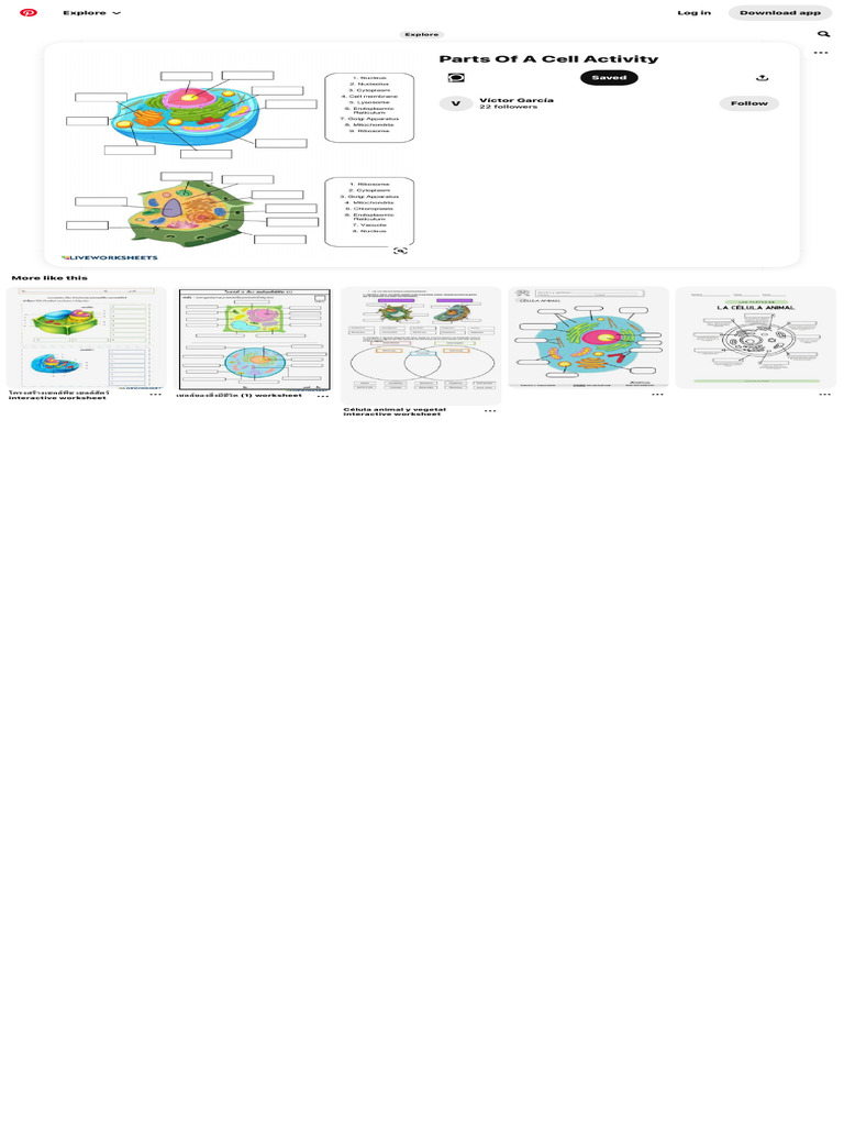Plant Cell Worksheets - Free Printable | PDF | Cytoplasm | Endoplasmic ...