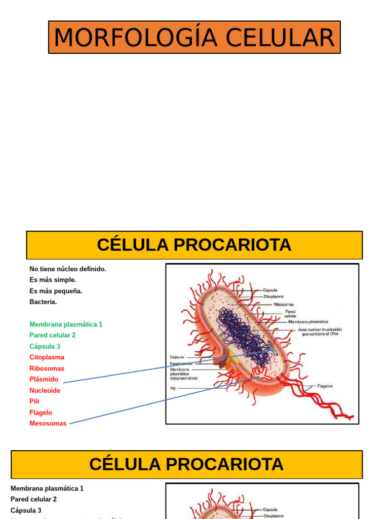 Morfología Celular | PDF | Citoplasma | Biología Celular)