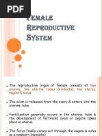 Female Cattle Reproductive Anatomy | PDF | Uterus | Animal Female ...