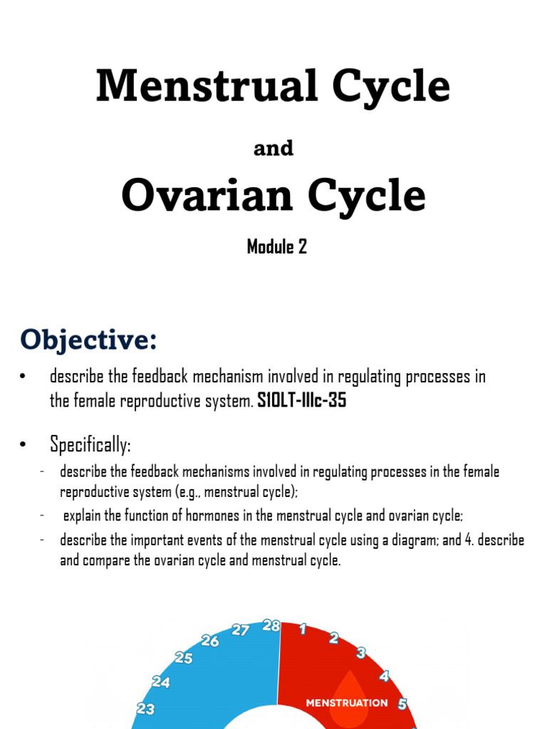 M2 Menstrual Cycle and Ovarian Cycle | PDF | Menstrual Cycle | Ovary