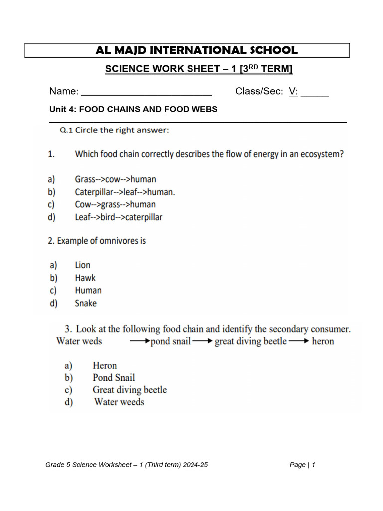 Grade 5 Food Chain Worksheet PDF | PDF