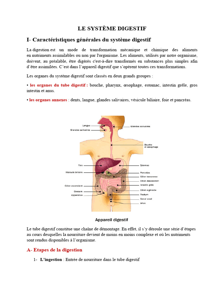 Anatomie du Système Digestif | PDF | Estomac | Foie
