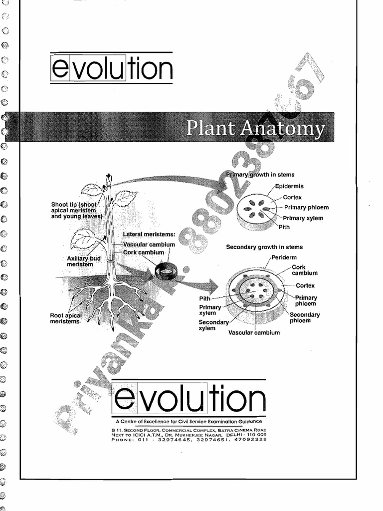 Plant Anatomy | PDF