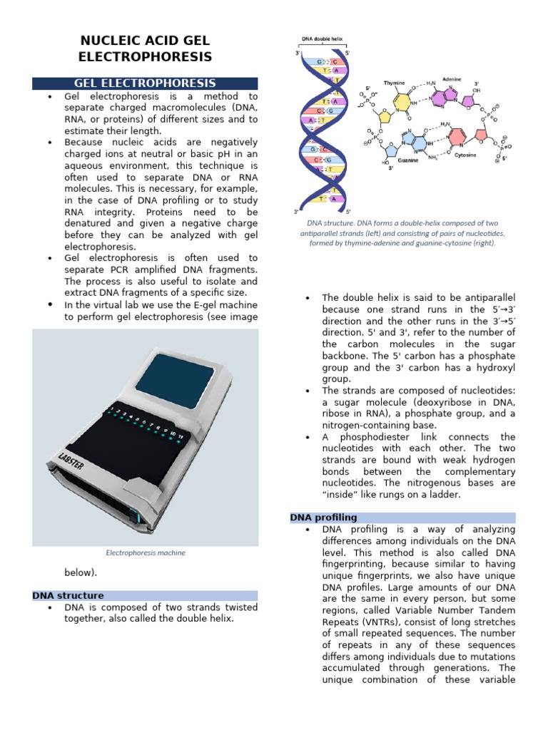 Gel Electrophoresis Overview | PDF | Gel Electrophoresis | Polymerase ...