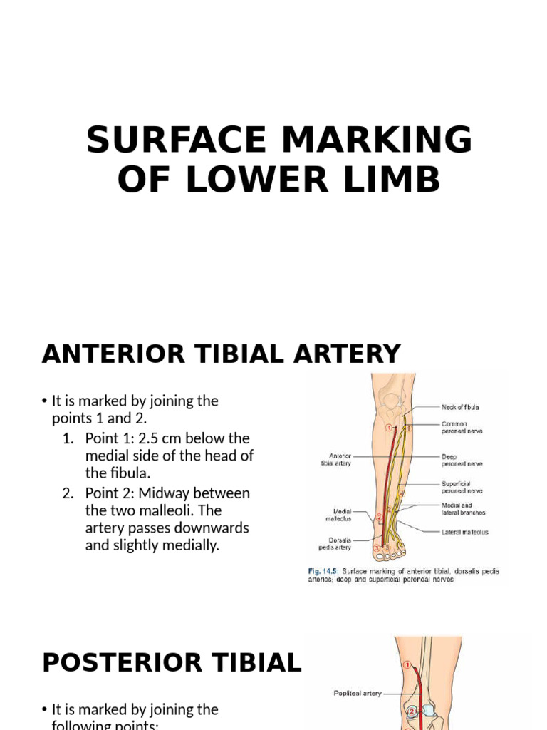 Surfacemarking of Lower Limb | PDF | Human Leg | Human Anatomy