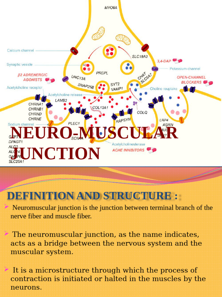 Neuro Muscular Junction | PDF | Neuromuscular Junction | Acetylcholine