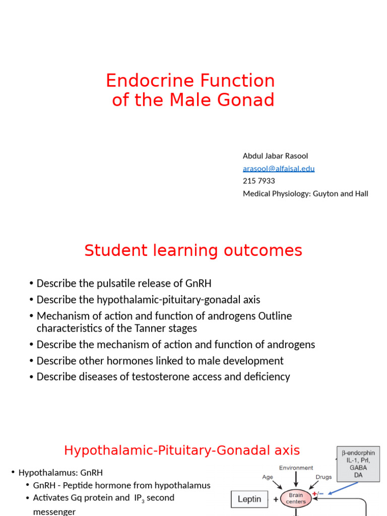 L2 Male Endocrine Function Fall 2025 | PDF | Luteinizing Hormone | Androgen