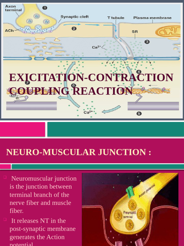 Excitation-Contraction Coupling Overview | PDF