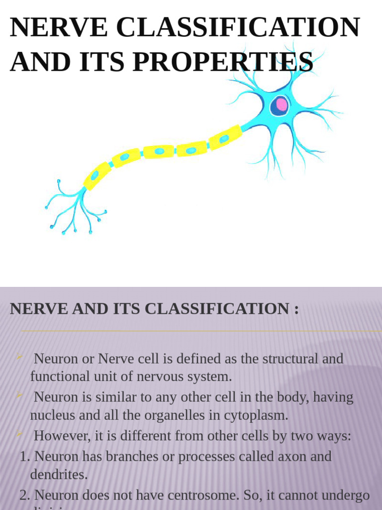 Nerve Classification and Properties Guide | PDF | Motor Neuron | Neuron