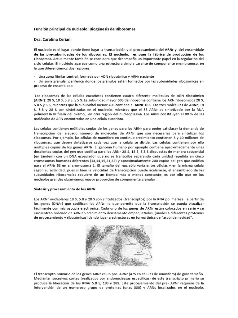 Función Principal de Nucleolo | PDF | Ribosoma | Rna ribosomal