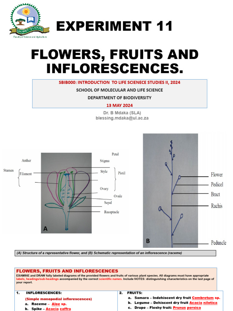 EXPERIMENT 11 SLIDES | PDF | Fruit | Plant Reproduction