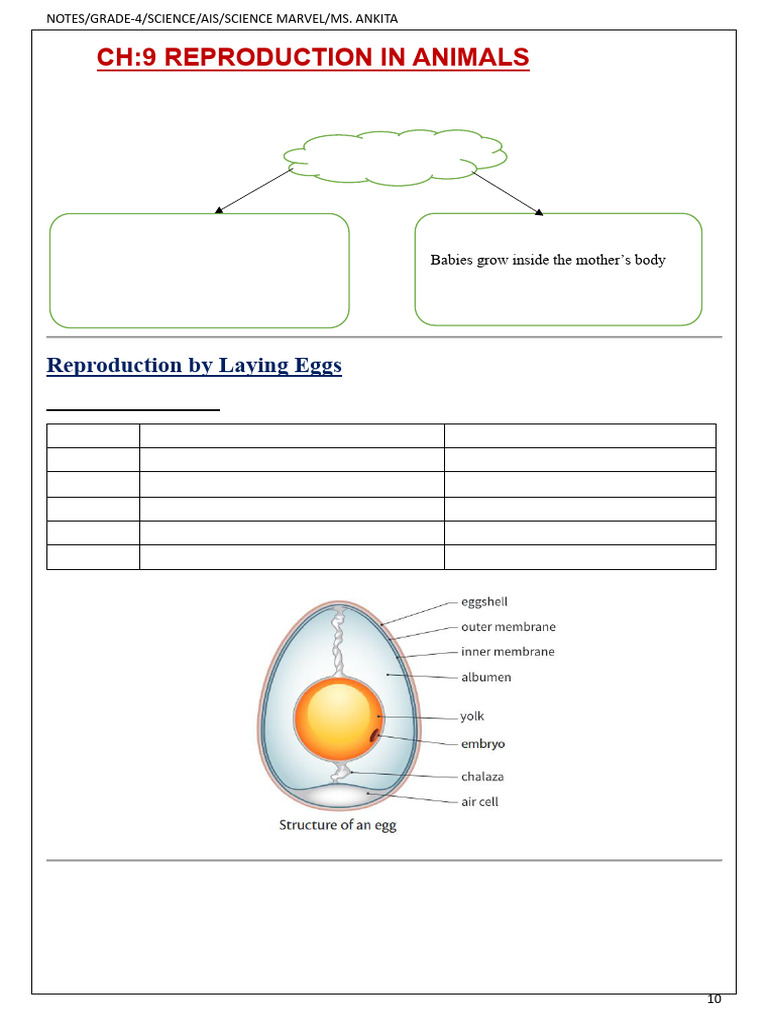 Structure of an Egg for Grade 4 | PDF | Egg | Yolk