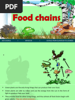 Daintree Rainforest Food Web Overview | PDF