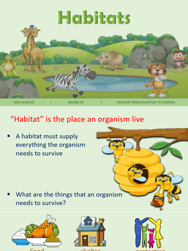 Lesson Note 4 Interdependence and Adaptations | PDF | Fish | Habitat