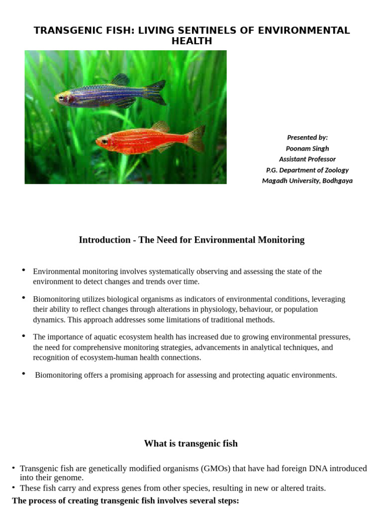 Transgenic Fish Final | PDF | Genetically Modified Organism | Vector ...