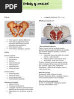 Musculos Del Perine | PDF | Sistema musculoesquelético | Anatomía humana
