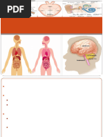 Human Body Coordination Systems | PDF | Synapse | Chemical Synapse