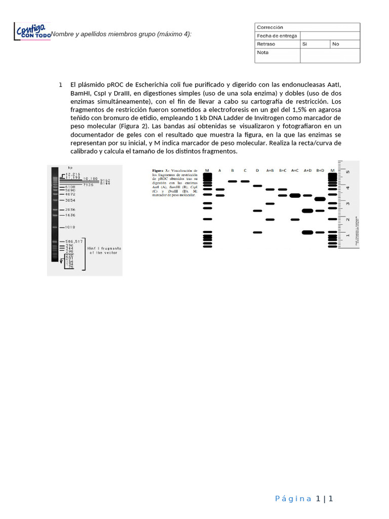 Ejecicio Patrón y Recta de Calibrado | PDF