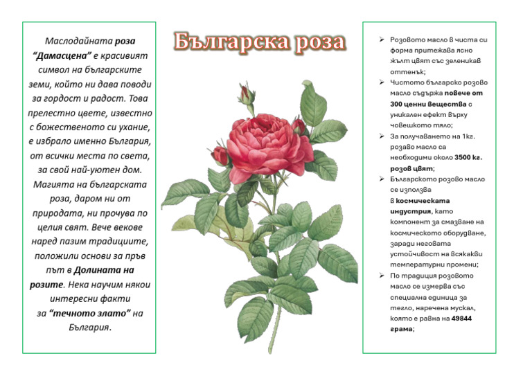 Rose | PDF