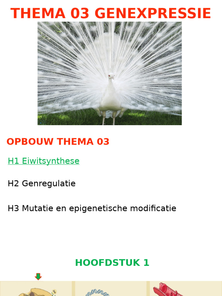 01 Thema 03 Genexpressie - H1 Eiwitsynthese - genie biologie 6 ...