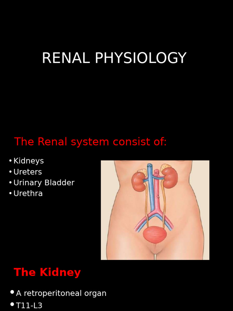 Understanding Renal Physiology and Nephron Functions | PDF | Kidney