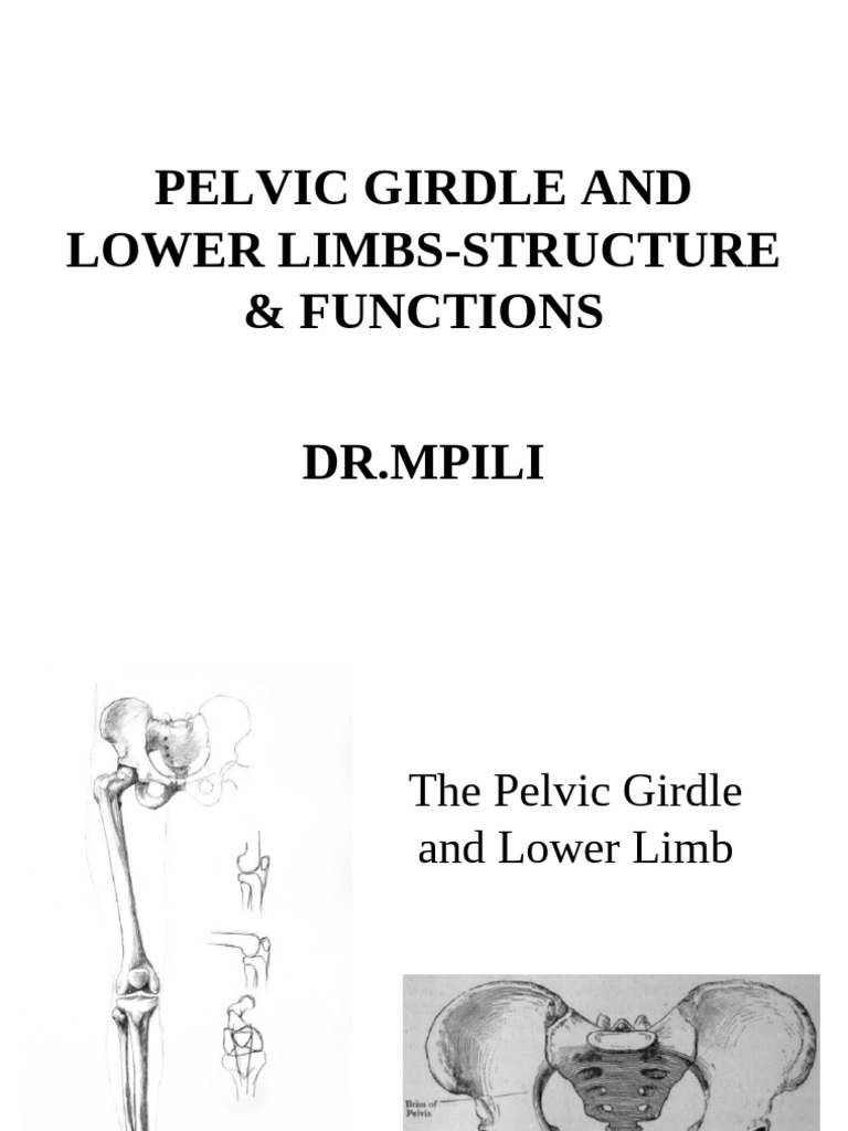 Pelvic Girdle and Lower Limb Anatomy | PDF | Pelvis | Foot