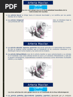 Arteria Maxilar Interna: Anatomía y Función | PDF | Cabeza y cuello ...