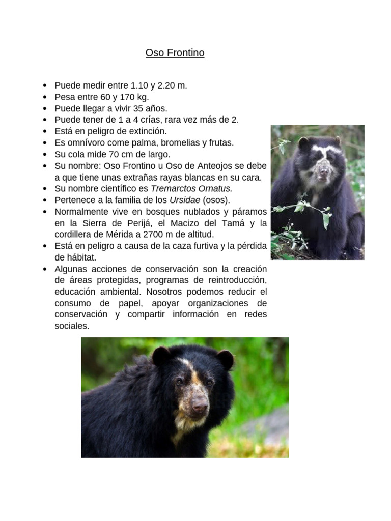 Especies en Peligro: Oso Frontino, Puma y Cóndor | PDF