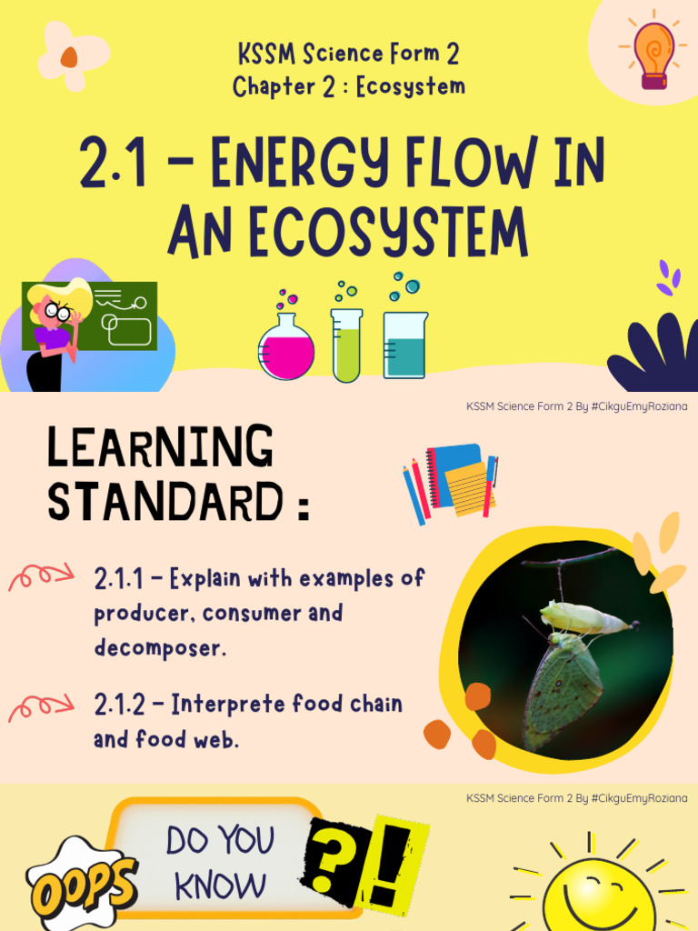 2.1 - Energy Flow in An Ecosystem | PDF | Food Web | Foods