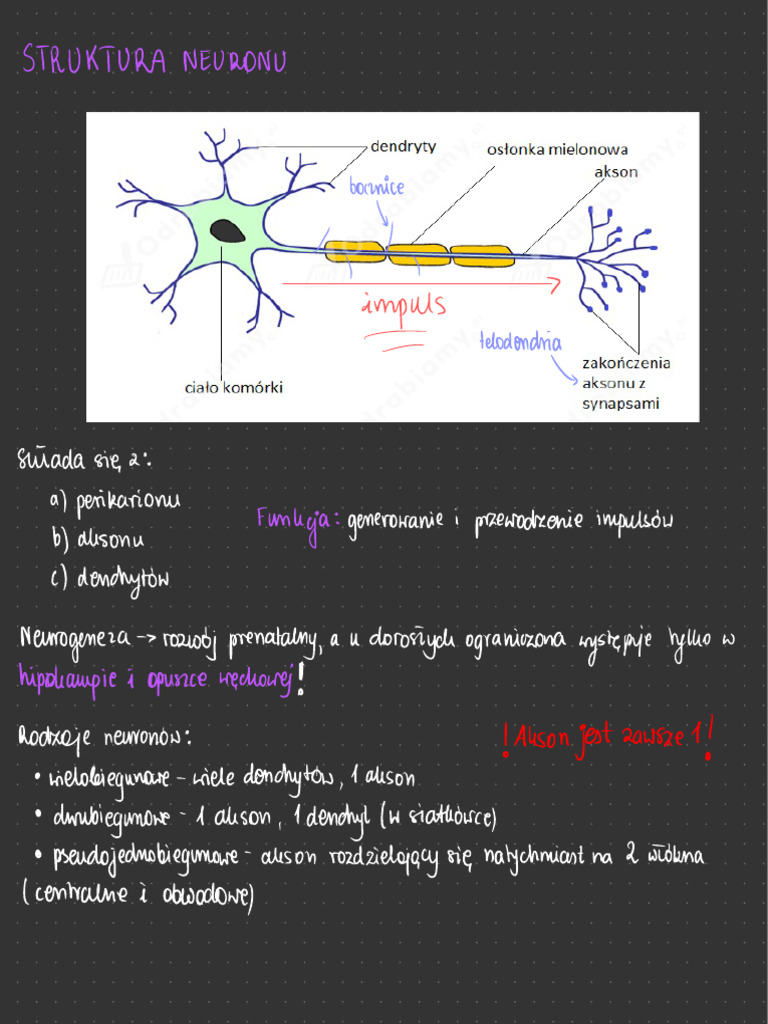1. Neuron | PDF