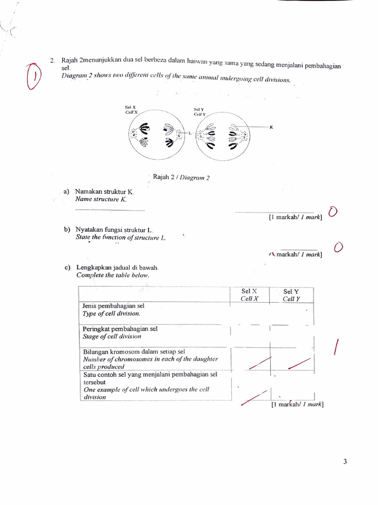 Bio PPT Cell Division Questions | PDF