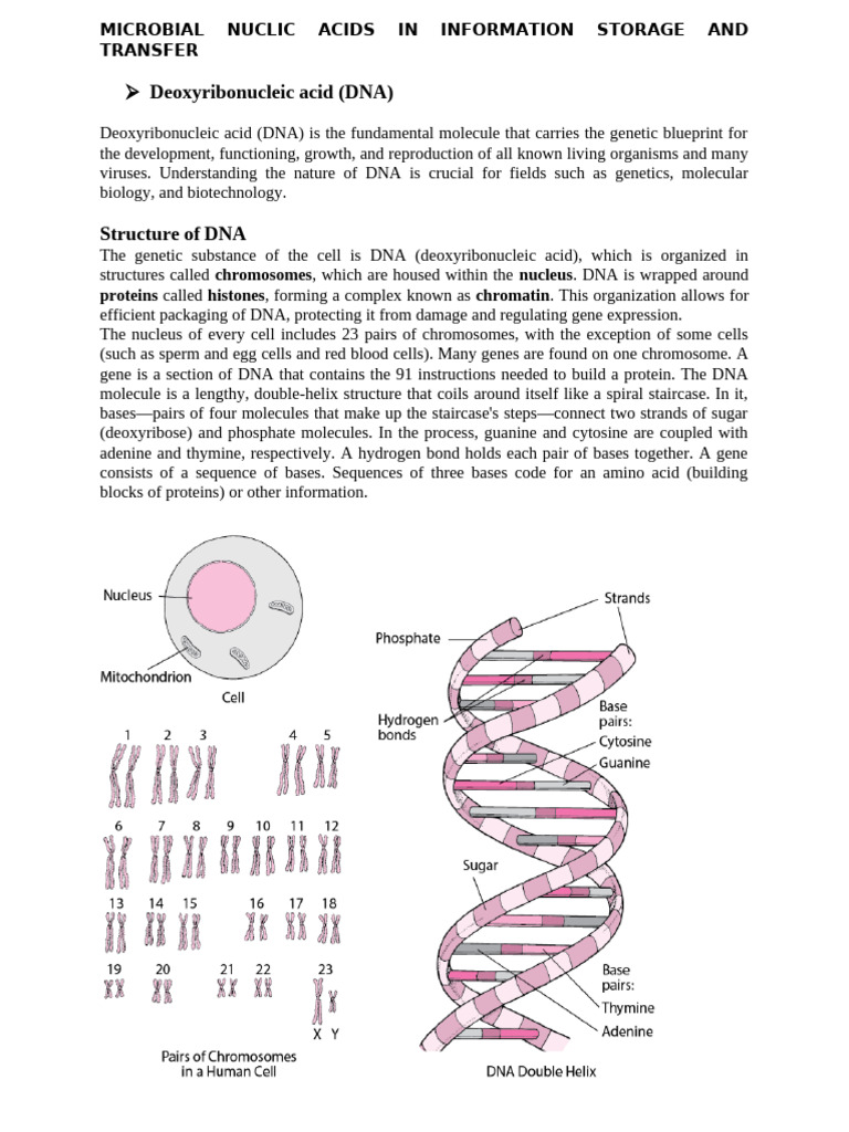 Microbial Nucleic Acids in Information Storage and Transfer | PDF | Dna Replication | Nucleotides