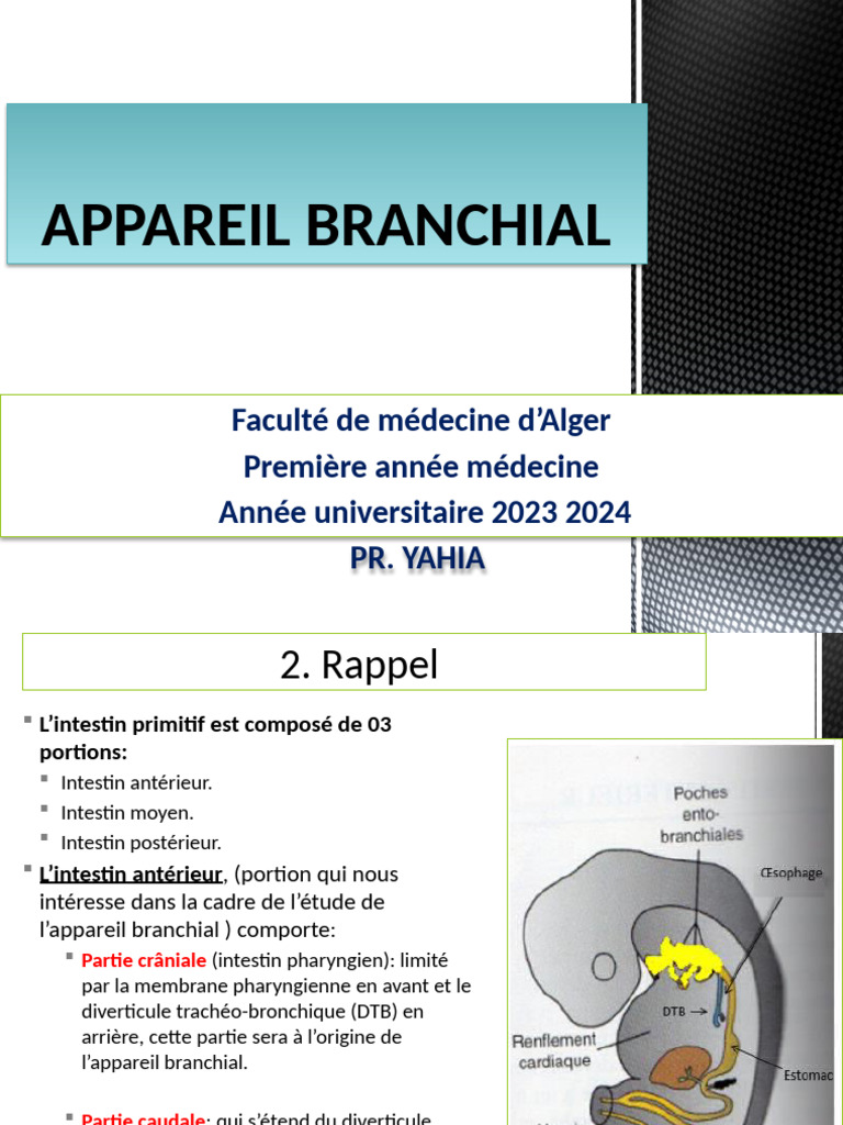 Développement de l'appareil branchial | PDF | Tête et cou chez l'humain ...