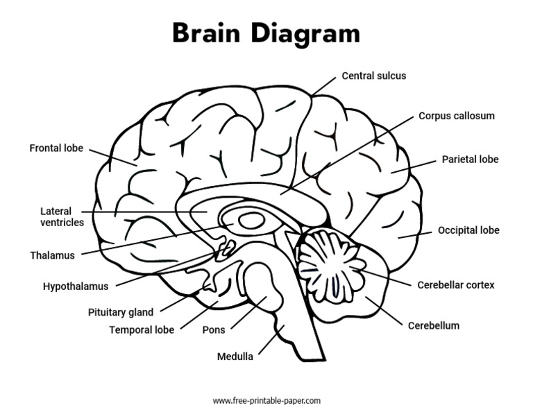 Brain Diagram | PDF