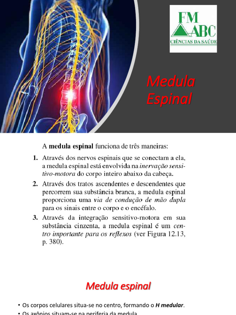 Medula Espinal | PDF