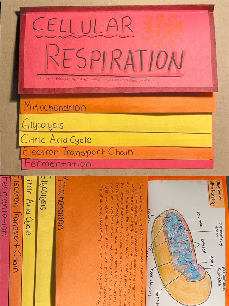 Cellular Respiration Foldable Project | PDF