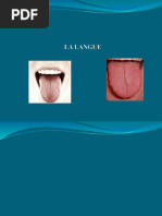 Anatomie et Muscles de la Langue | PDF | Langue | Anatomie humaine
