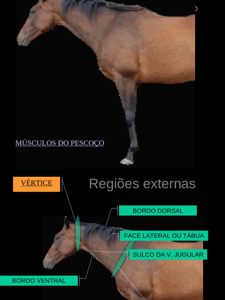 Músculos do Pescoço: Estruturas e Camadas | PDF