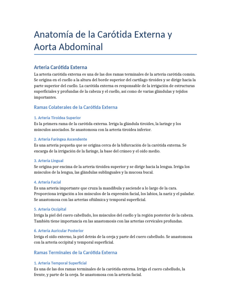 Anatomia Carotida Aorta | PDF | Abdomen | Angiología