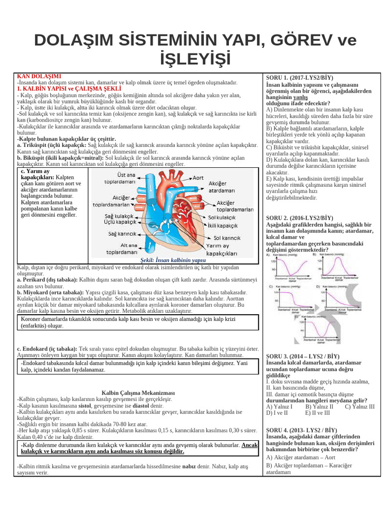 Dolaşim Si̇stemi̇ni̇n Yapi | PDF